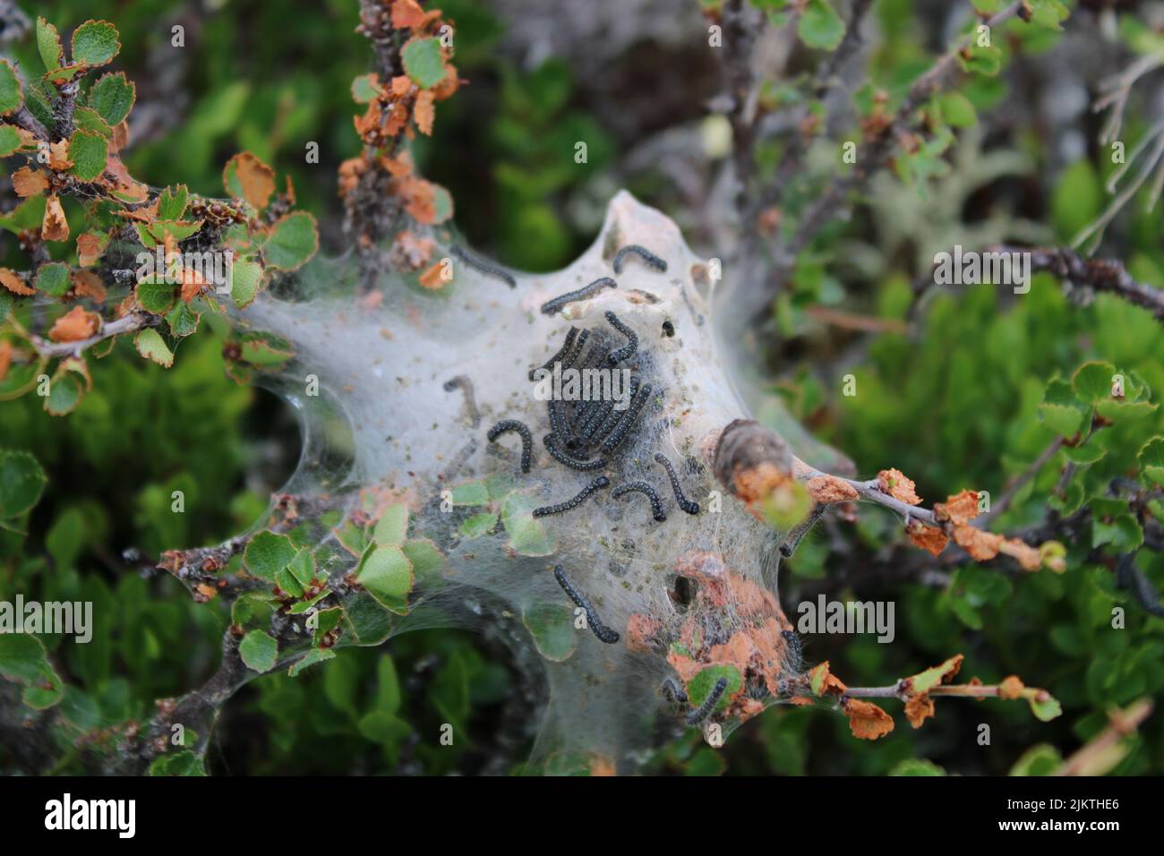 Black worms hi-res stock photography and images - Alamy