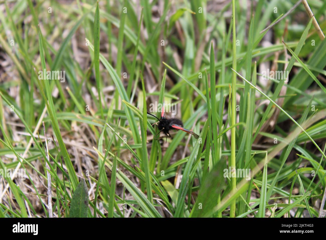 Animal bee insect grass hi-res stock photography and images - Alamy