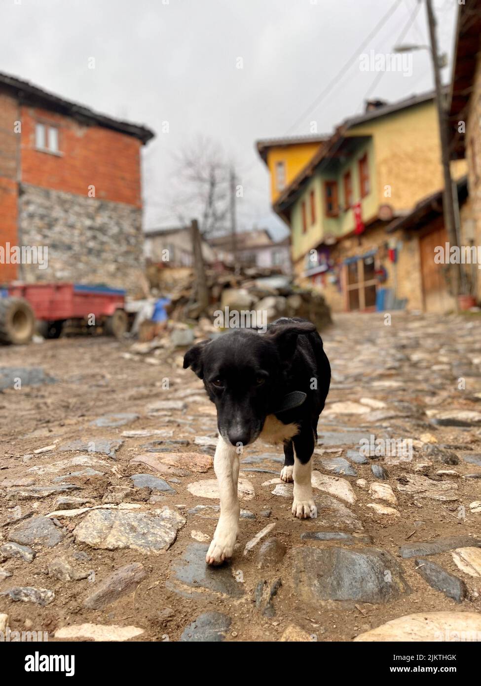 A vertical shot of a stray dog in the historic UNESCO Village of ...