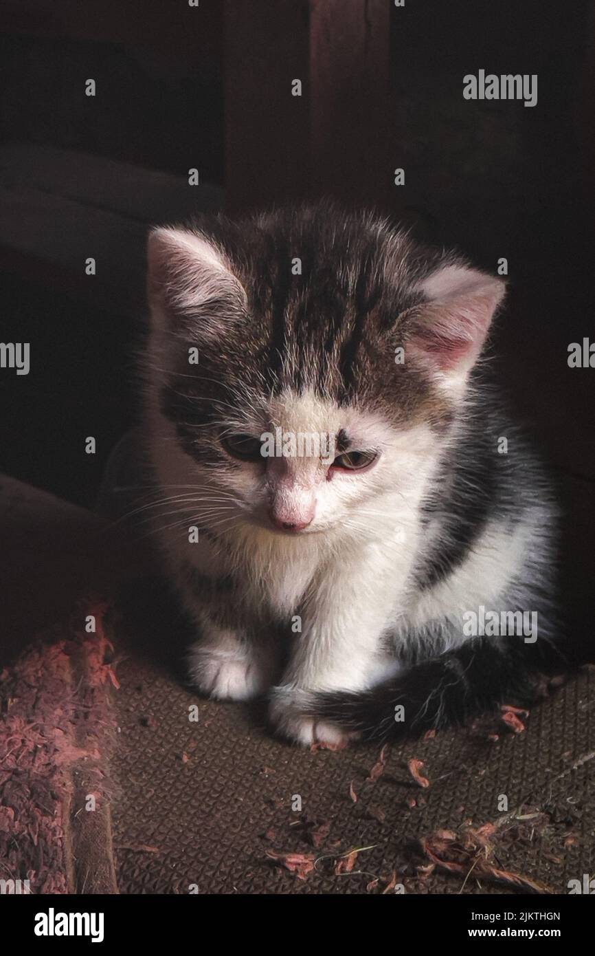 Cats playground hi-res stock photography and images - Alamy