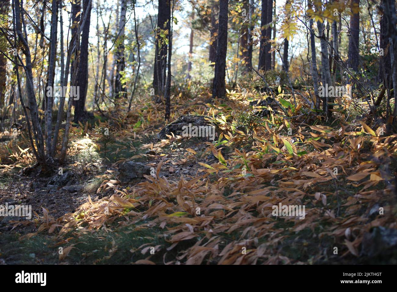 Leave covered forest path hi-res stock photography and images - Alamy