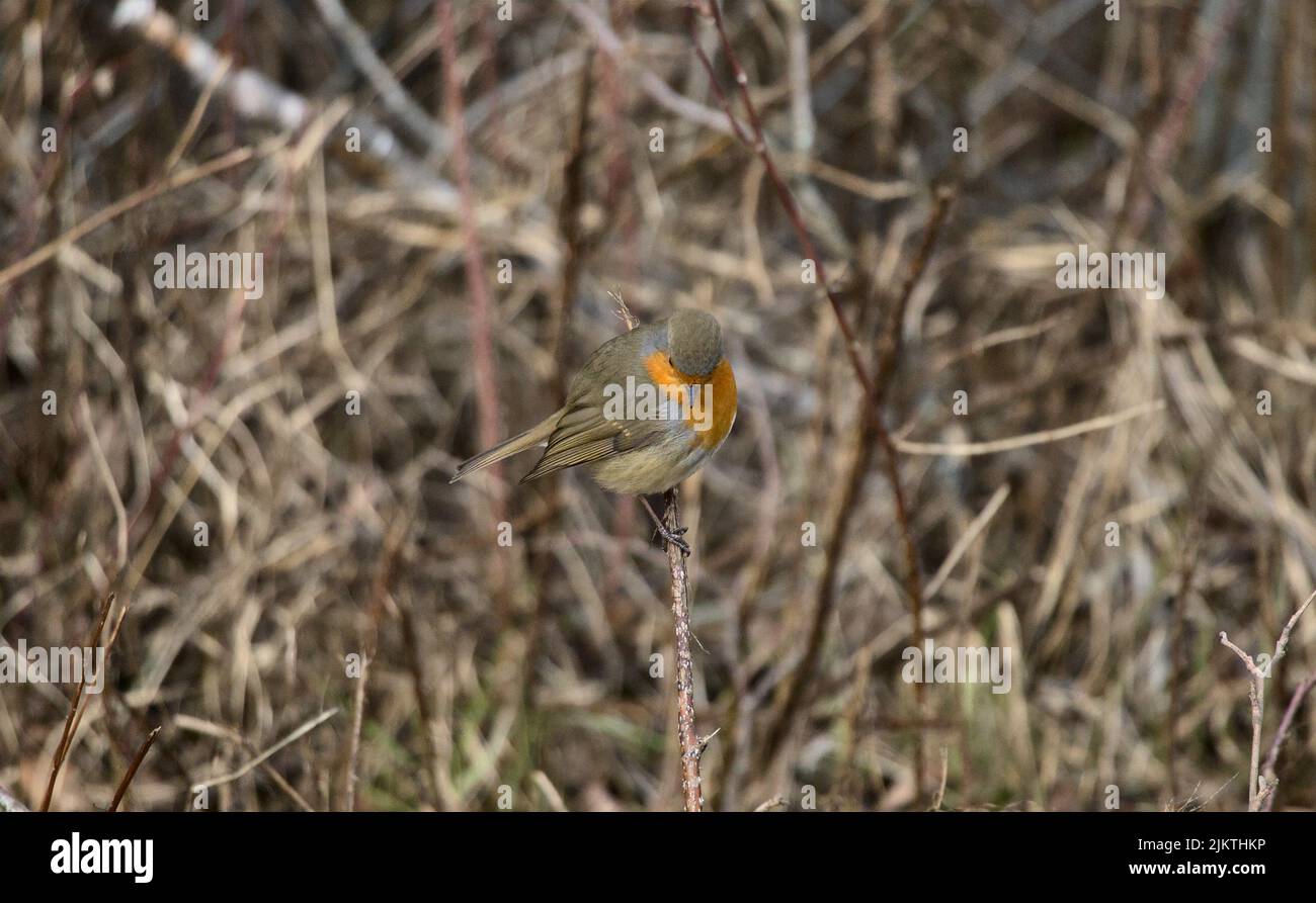 Tree brench hi-res stock photography and images - Alamy