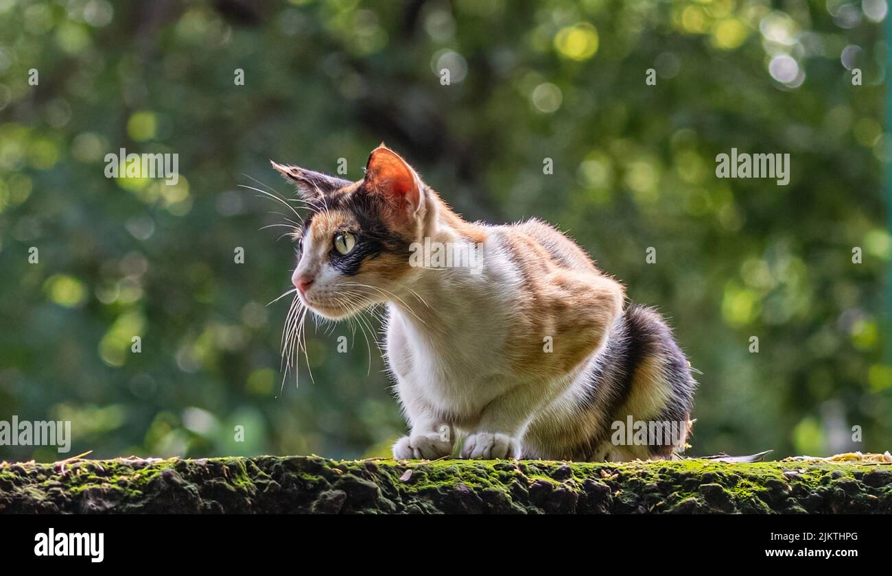 A cat in alert position on a wall for a kill Stock Photo - Alamy