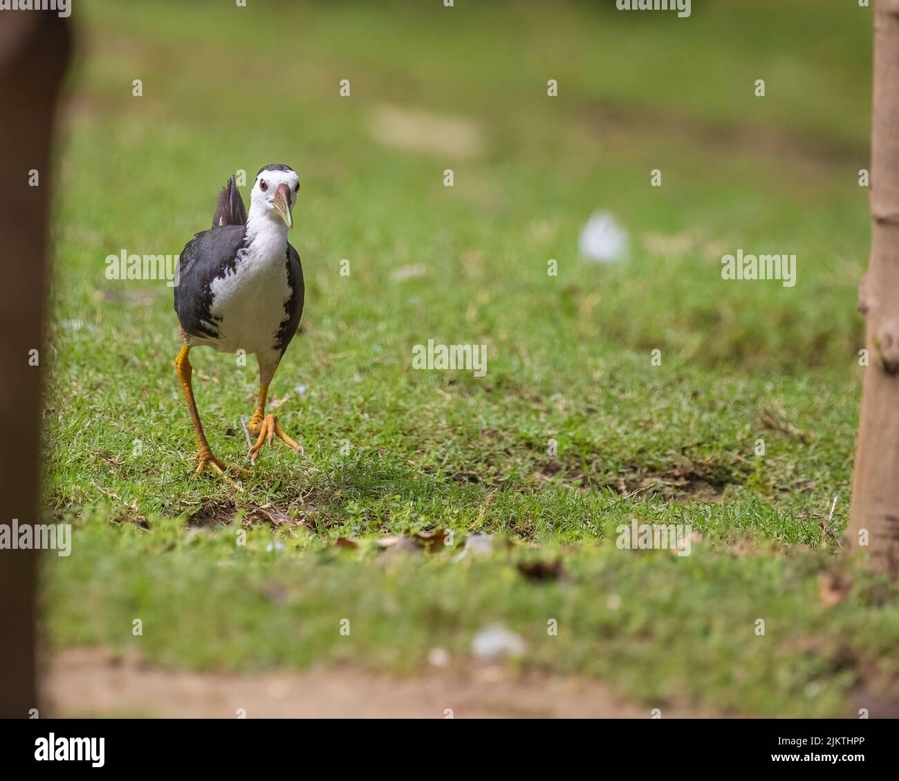 A White chested water hen running in a garden Stock Photo - Alamy