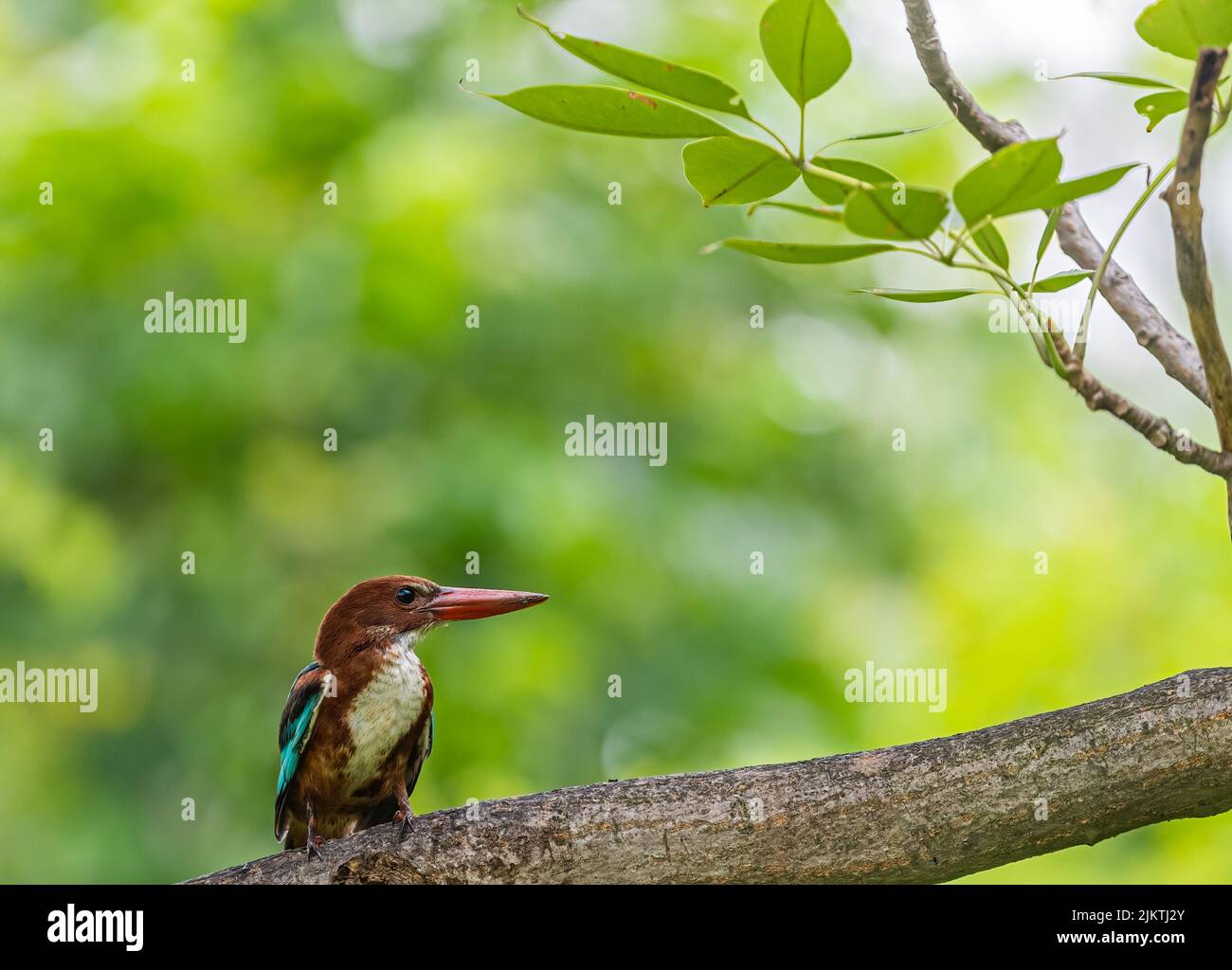 Kingfisher definition hi-res stock photography and images - Alamy