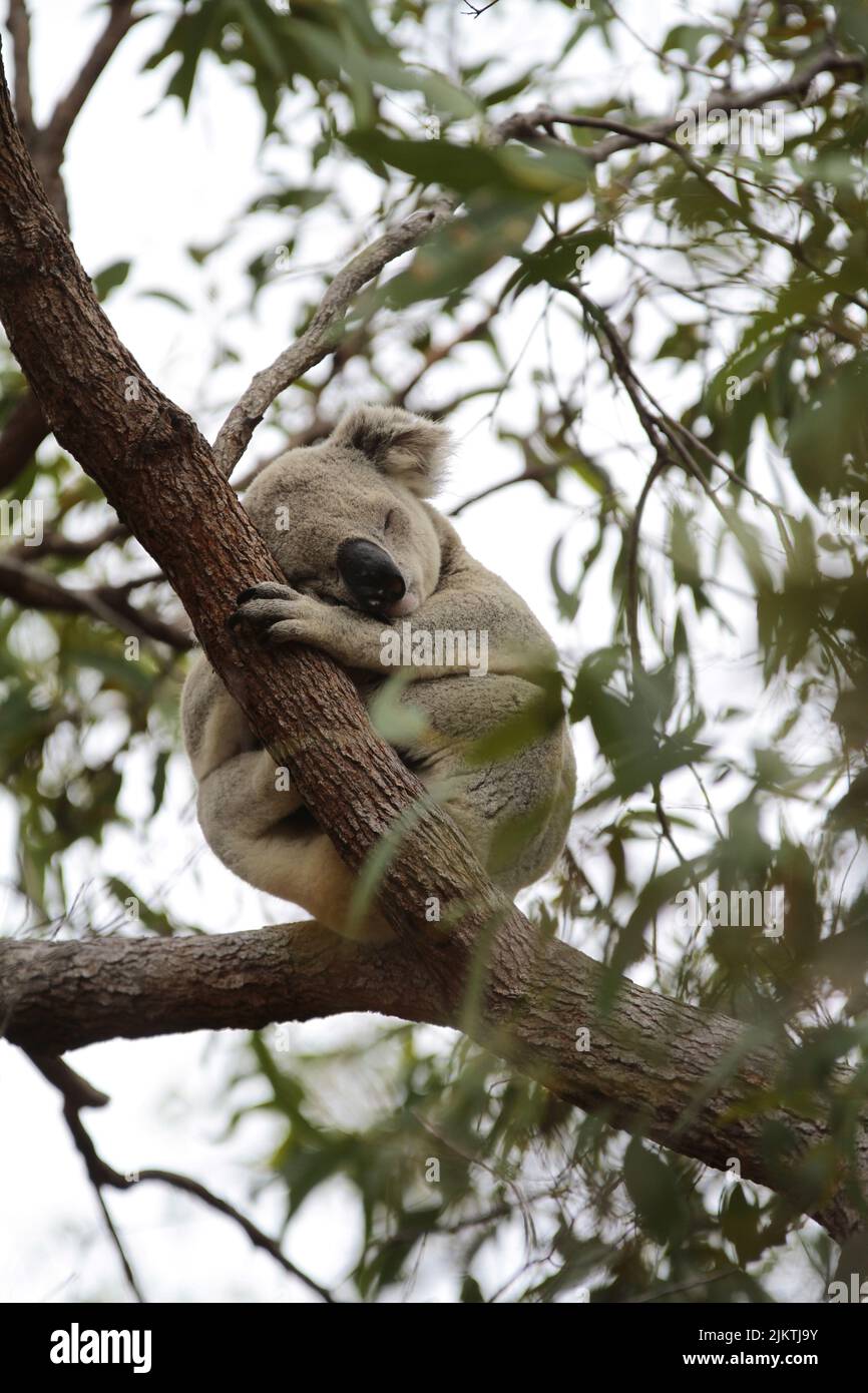Coala grass hi-res stock photography and images - Alamy