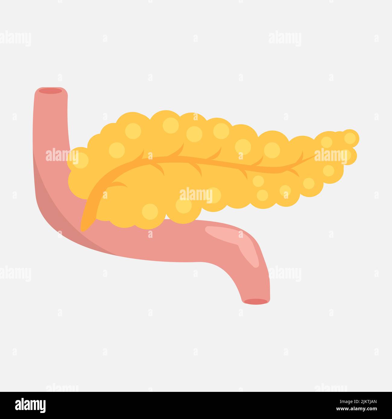 Pancreatic hi-res stock photography and images - Alamy