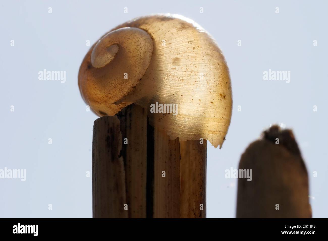 a close up of translucent empty snail shell against cloudless sunny sky ...