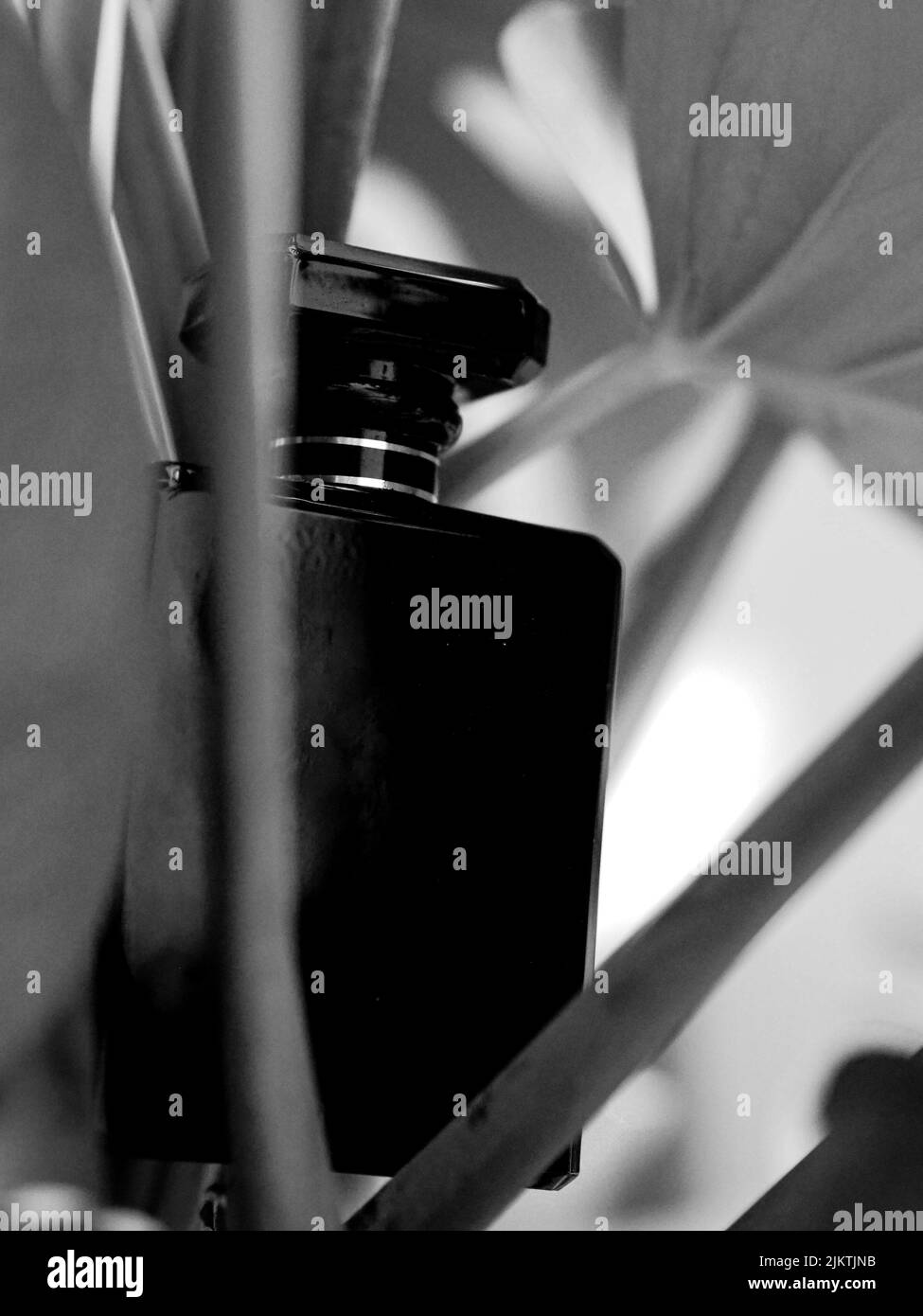A grayscale depth focus shot of a black perfume bottle among monstera ...