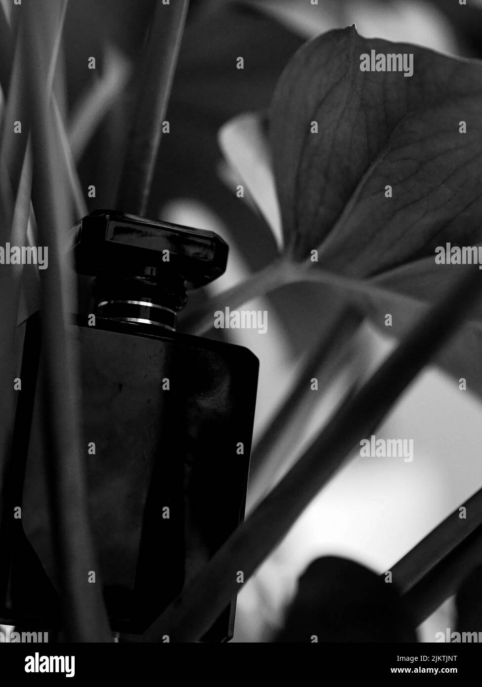 A grayscale depth focus shot of a black perfume bottle among monstera ...