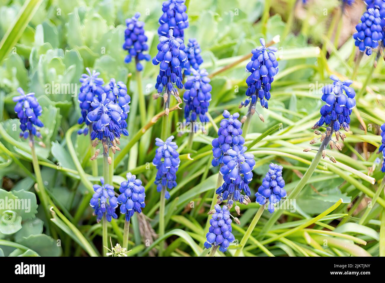Violet blue grape flowers hi-res stock photography and images - Alamy