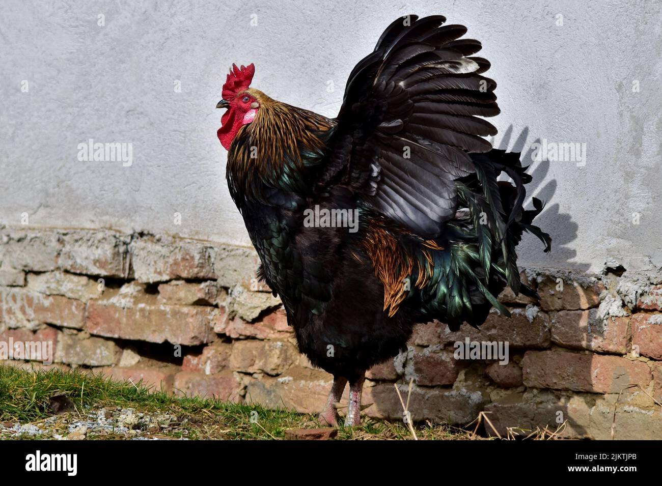 A close-up shot of a black rooster standing on the green grass Stock ...