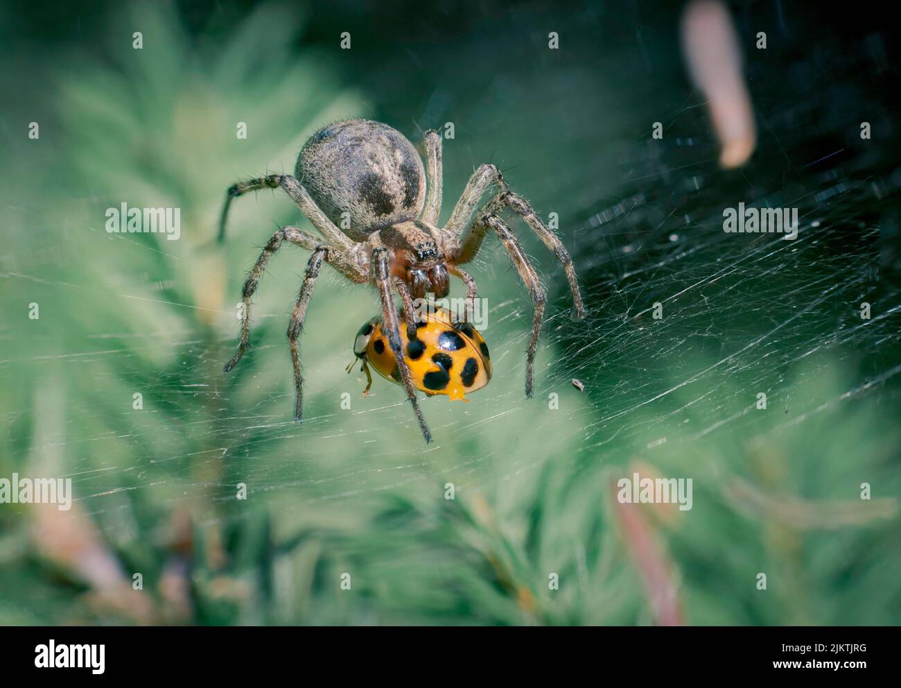 A spider eating a ladybug after it got caught in the web Stock Photo ...