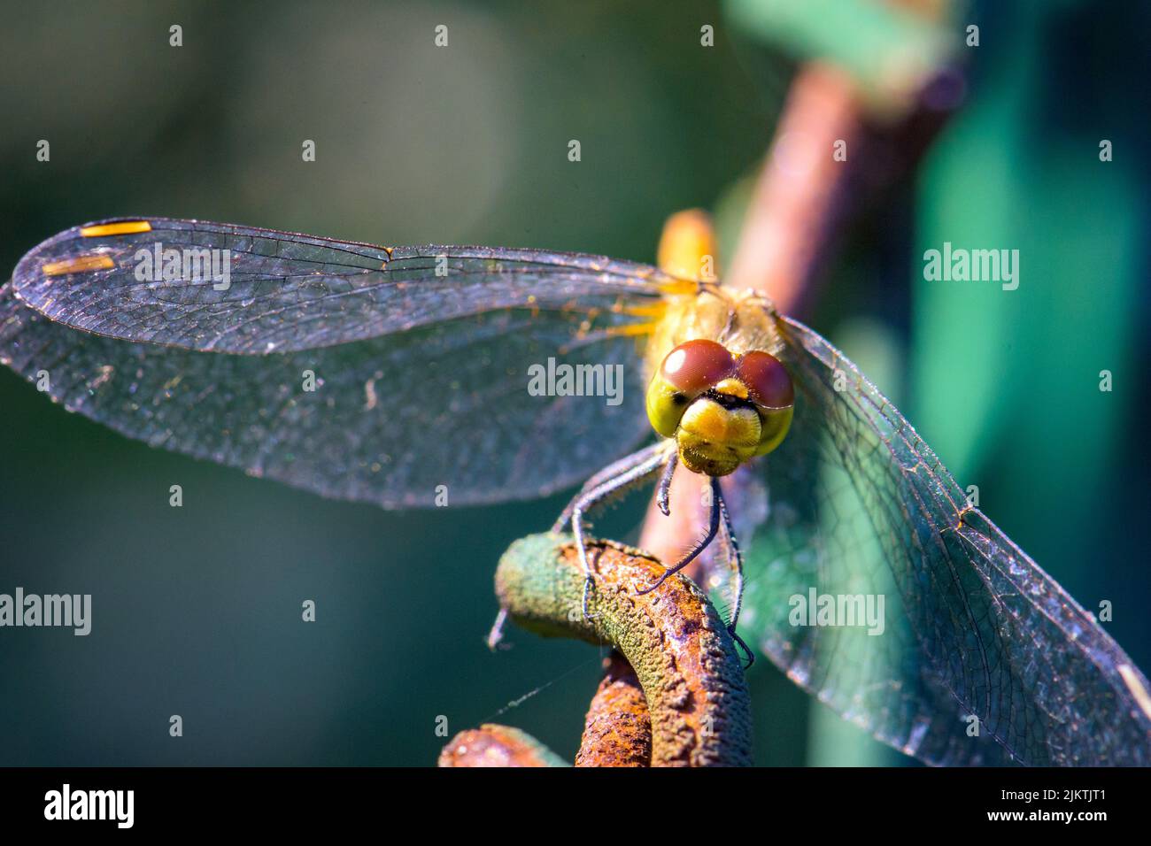 A macro shot of a colorful dragonfly on a rusty metal wire looking ...