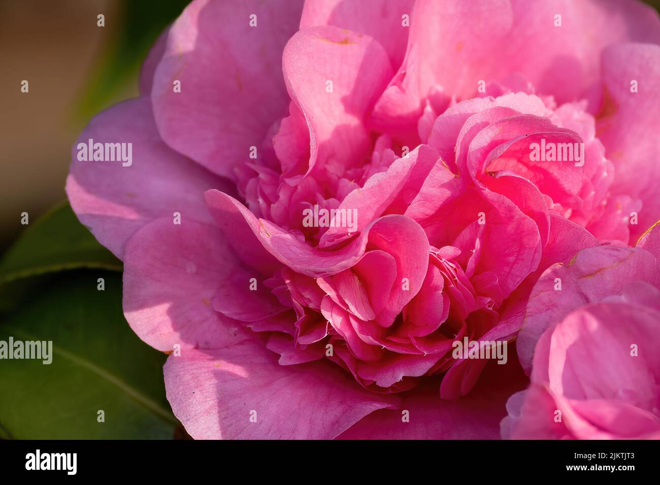 single rose in the sun in garden Stock Photo - Alamy