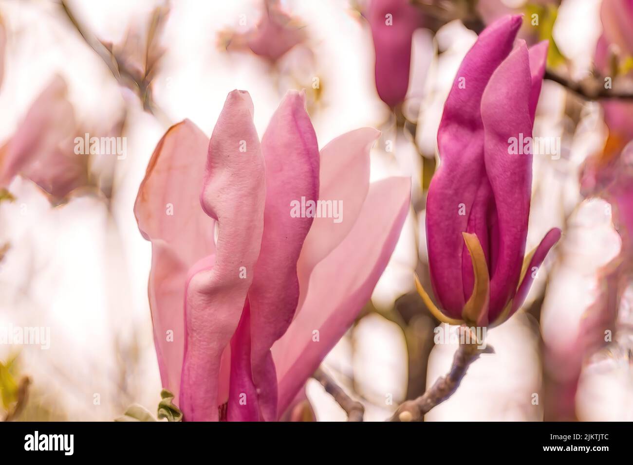 Rose pink magnolia hi-res stock photography and images - Alamy