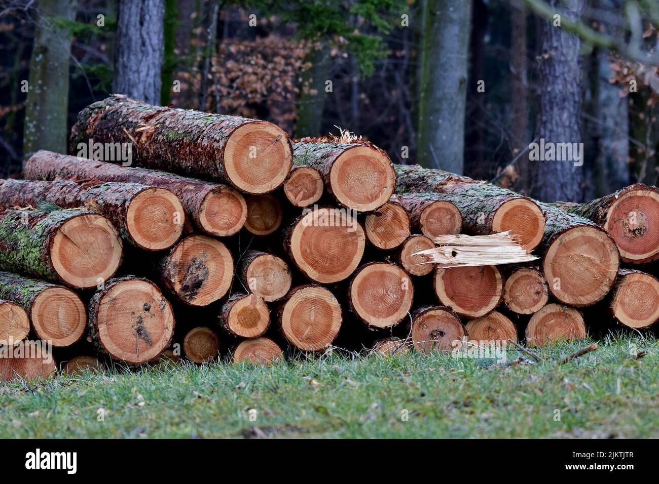 A close-up shot of a wood pile in the garden Stock Photo - Alamy