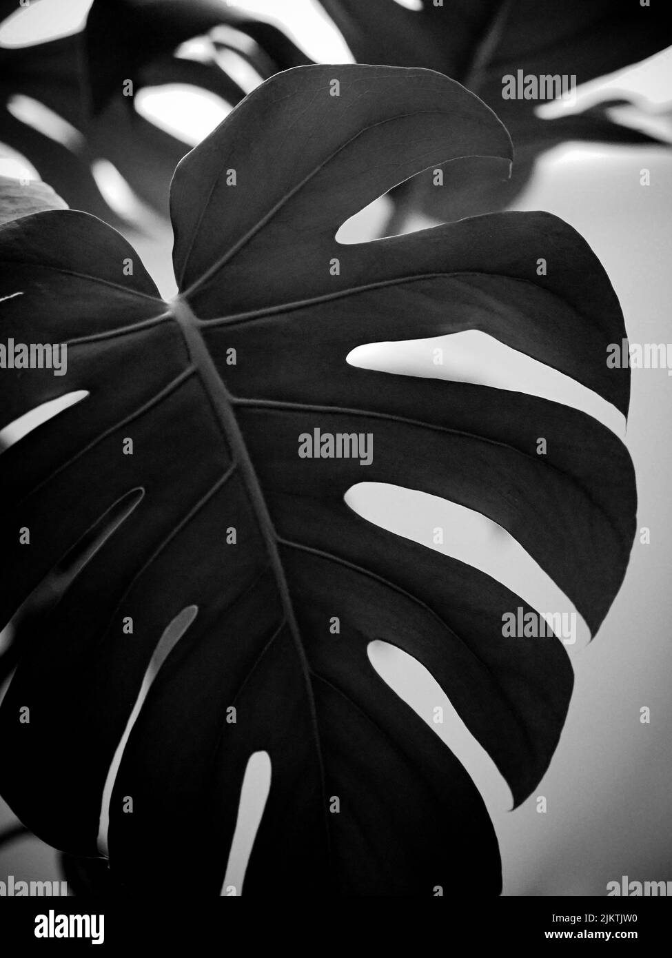 A grayscale selective focus shot of a monstera plant leaf with blurred ...