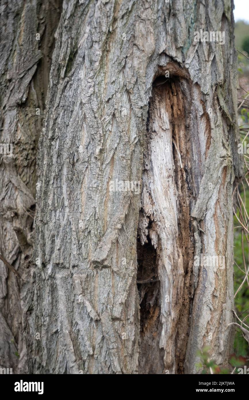 Old tree trunk wounds hi-res stock photography and images - Alamy
