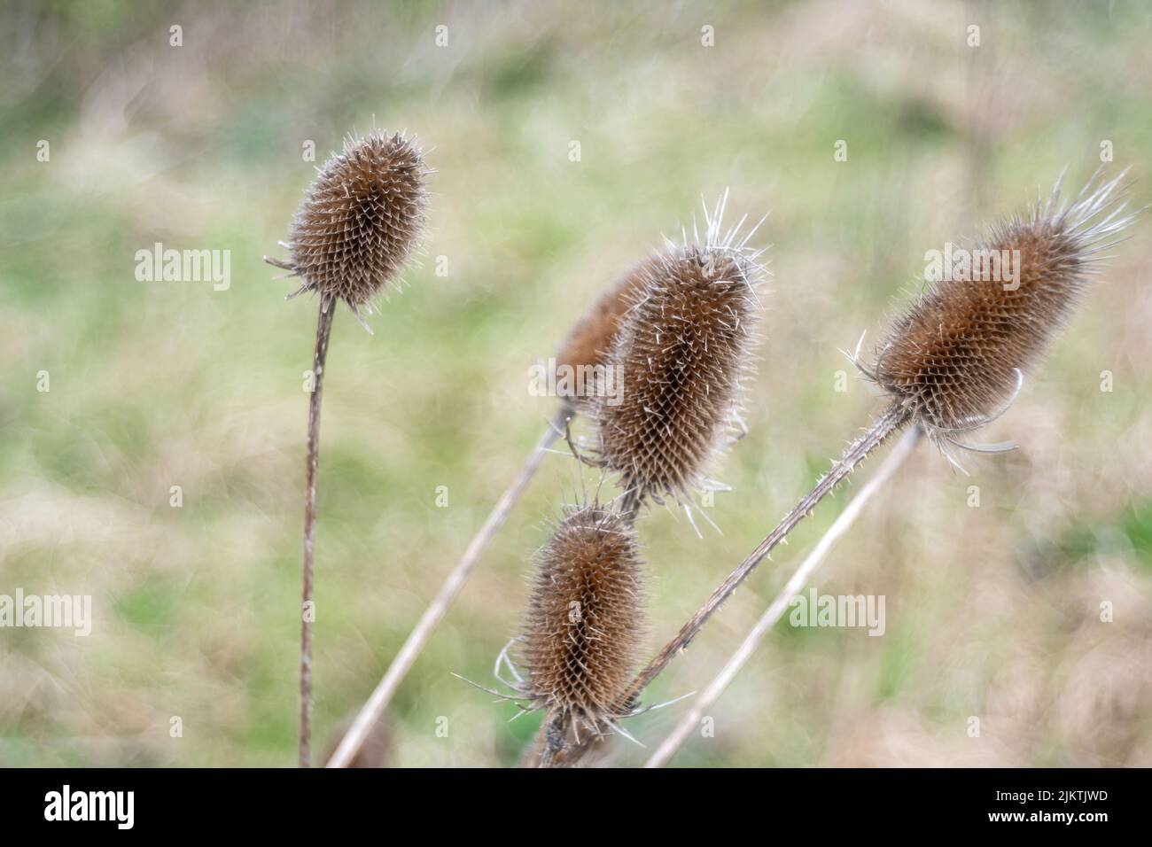 Sun dried thistle flower hi-res stock photography and images - Alamy