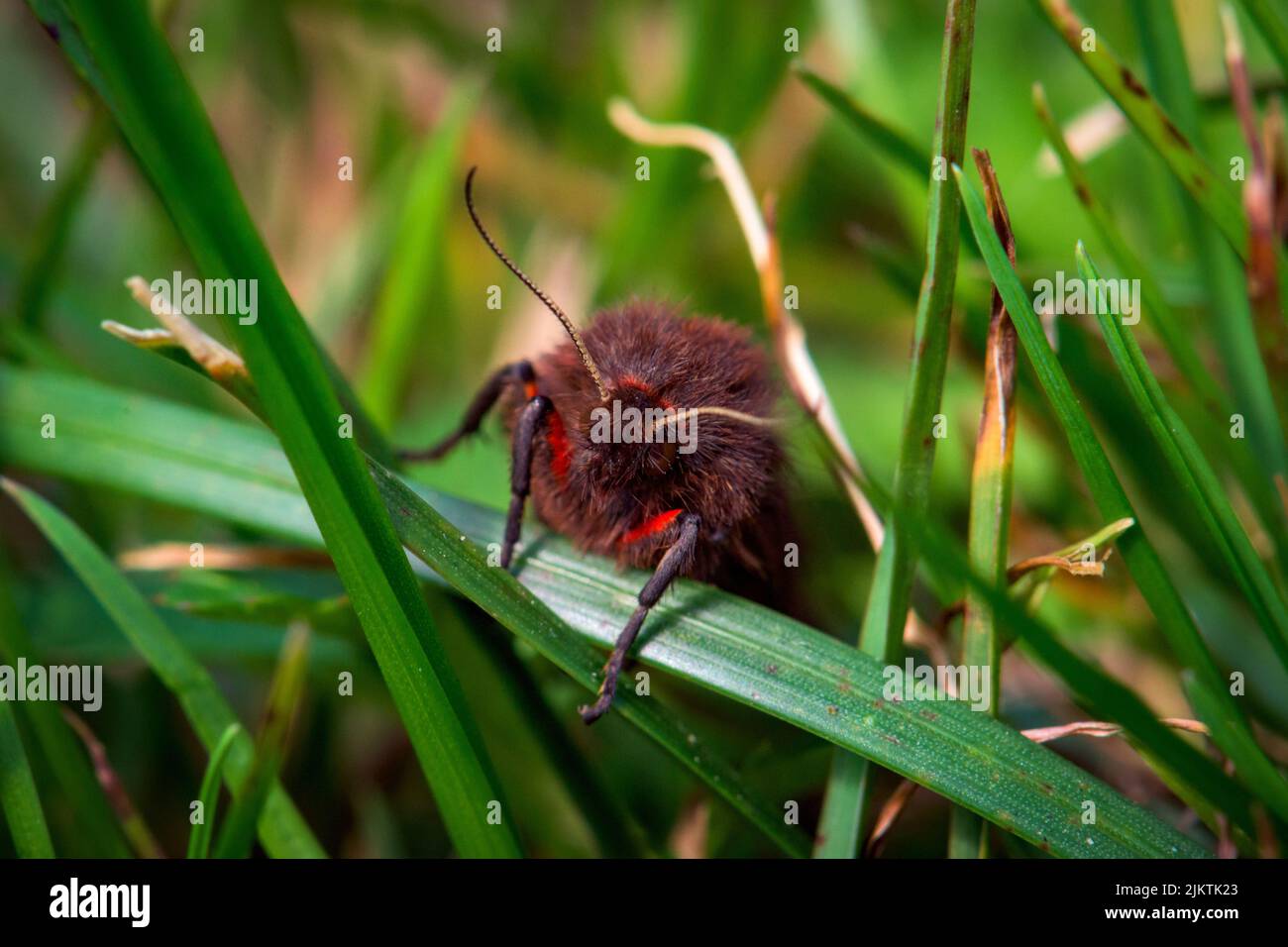 Plant with tiger leaves hi-res stock photography and images - Alamy