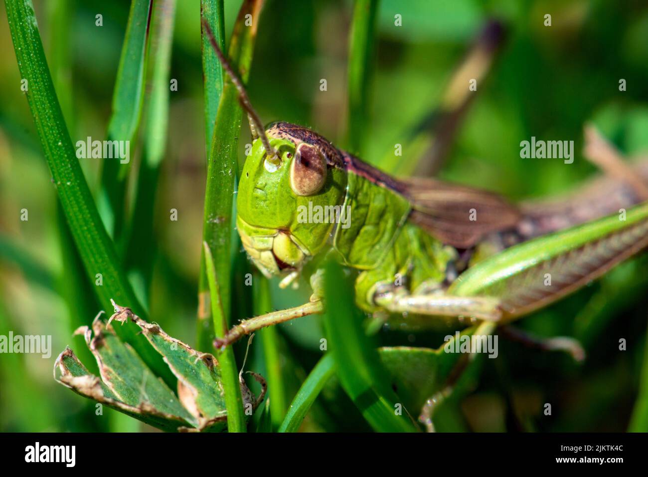 Flying grasshopper hi-res stock photography and images - Alamy