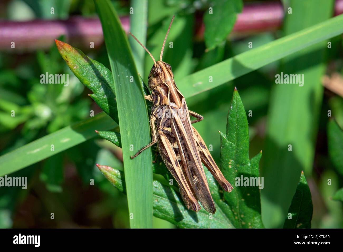 Flying grasshopper hi-res stock photography and images - Alamy