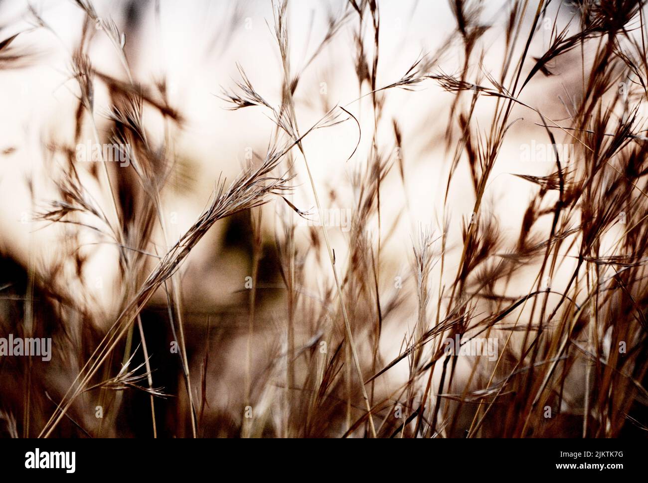 Golden dry grass hi-res stock photography and images - Alamy