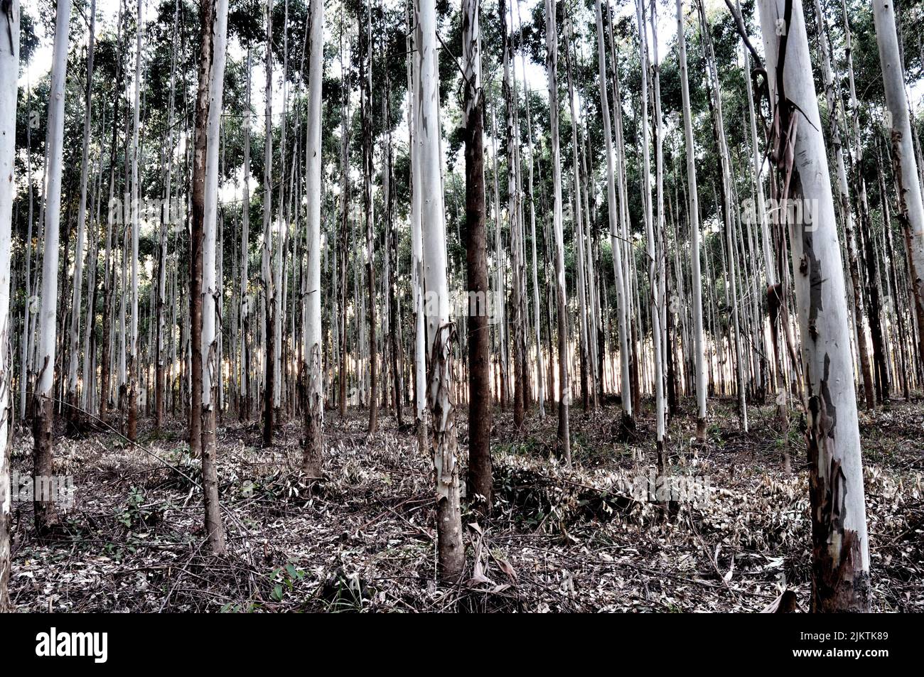 An eucalyptus forest during daytime Stock Photo - Alamy