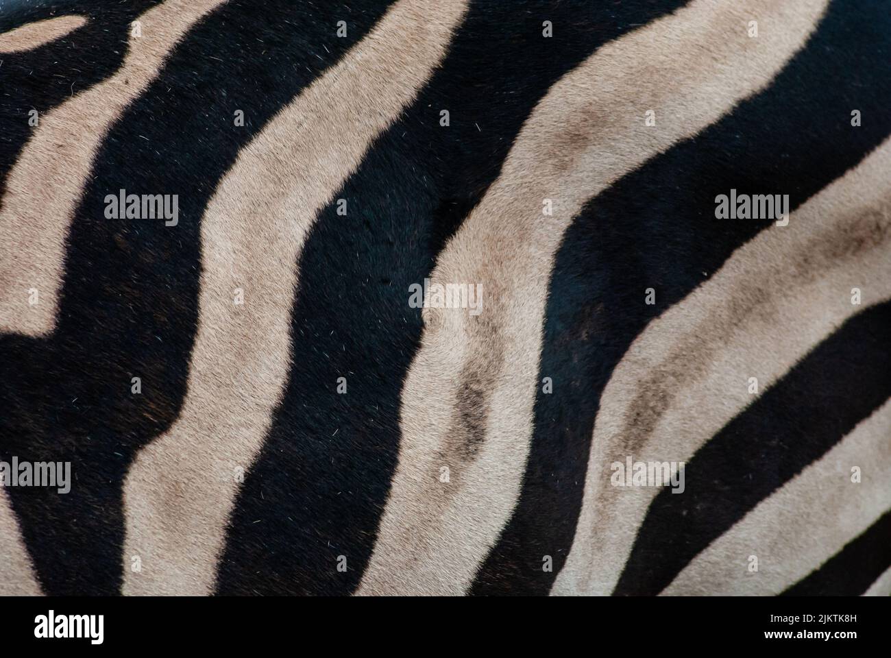 A closeup shot of the details and the black lines on the body of the ...