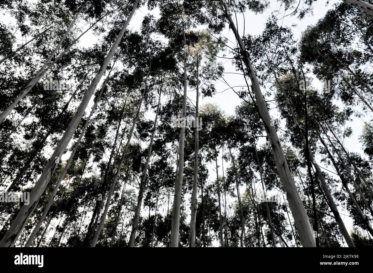 Eucalyptus forest hi-res stock photography and images - Alamy