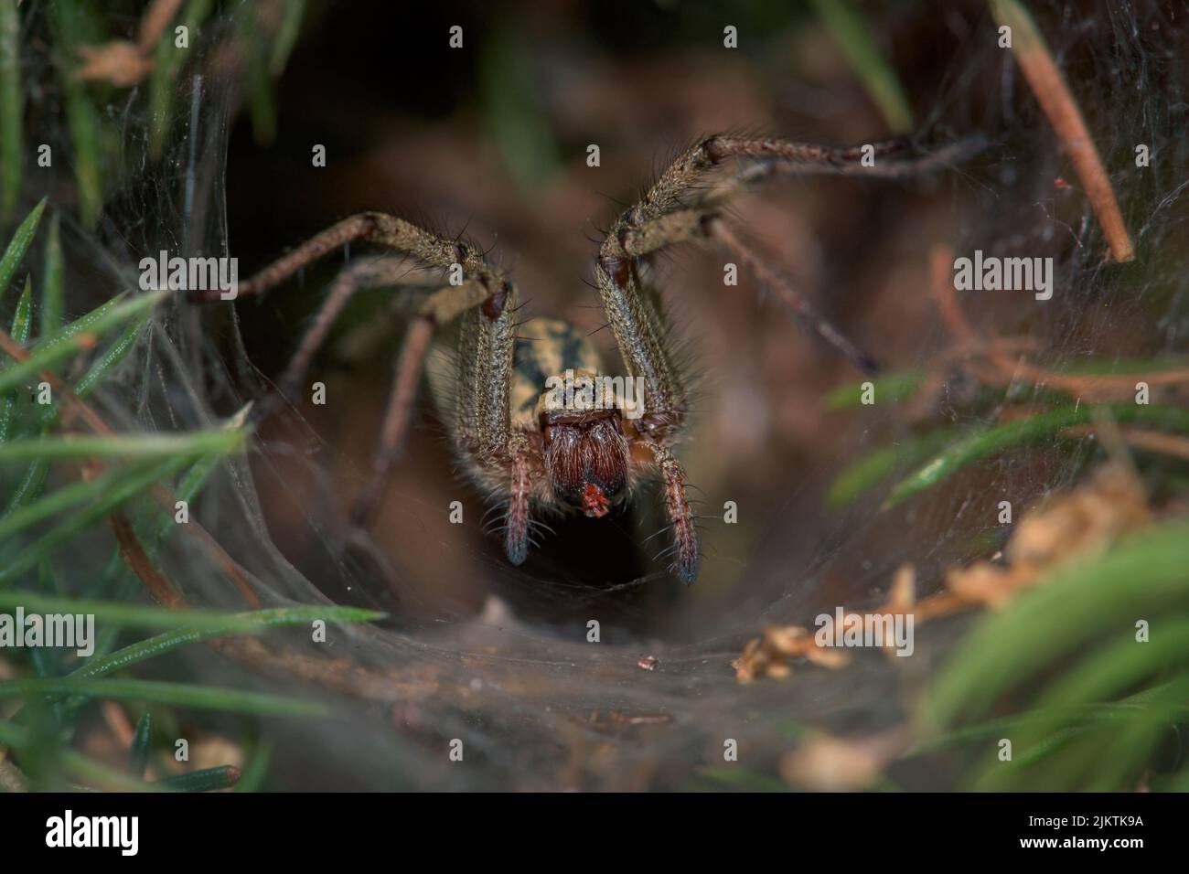 Agelena labyrinthica hi-res stock photography and images - Alamy