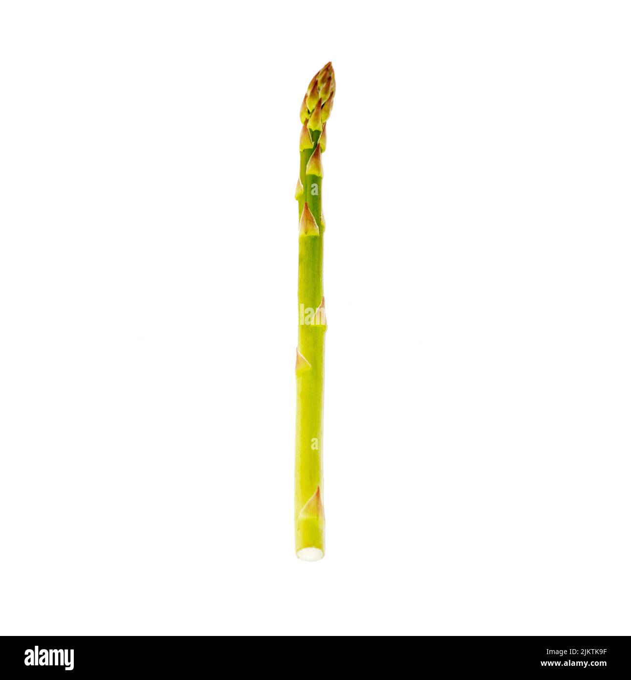 Single Asparagus
