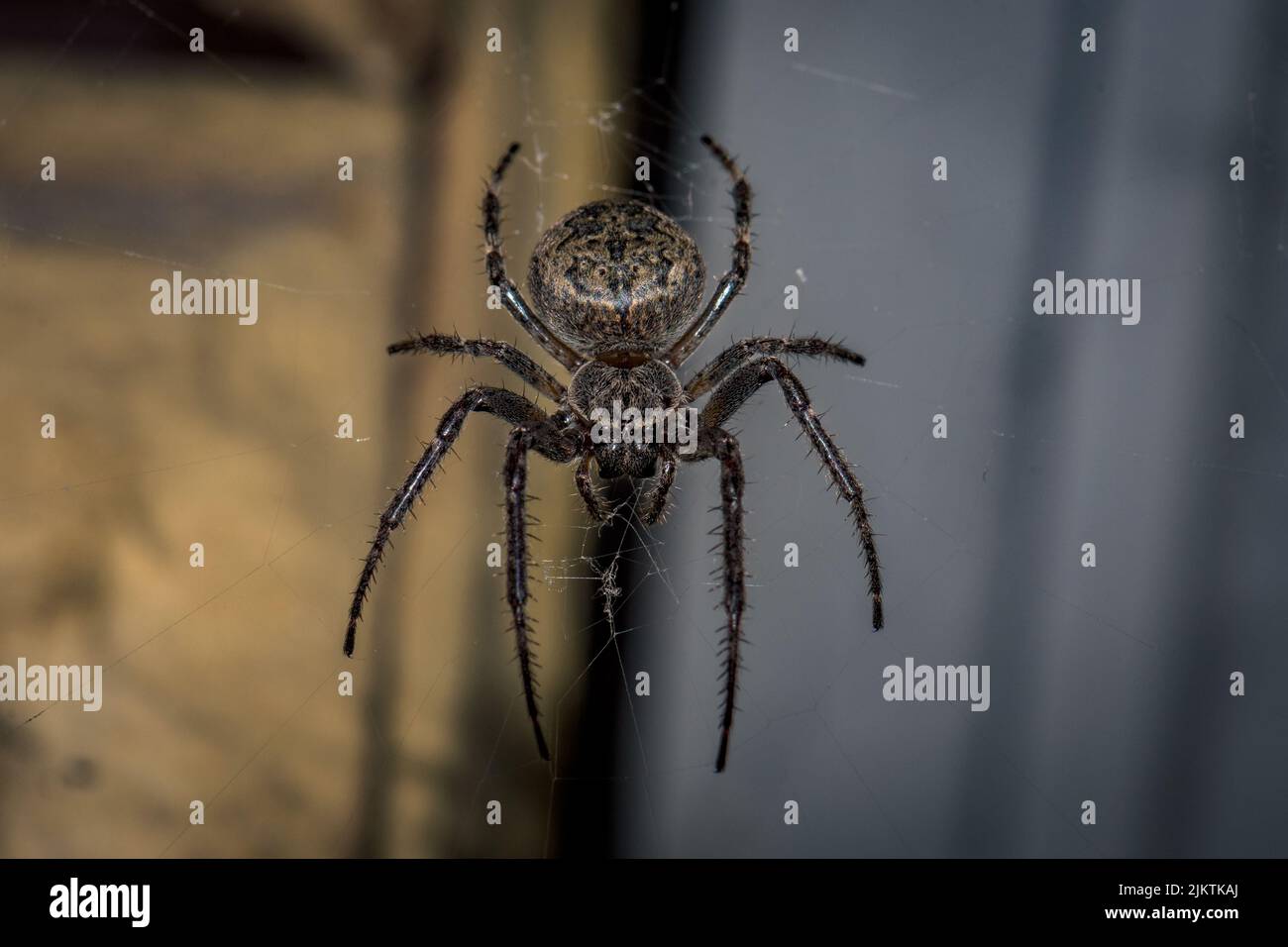 Larinioides sclopetarius spider hi-res stock photography and images - Alamy