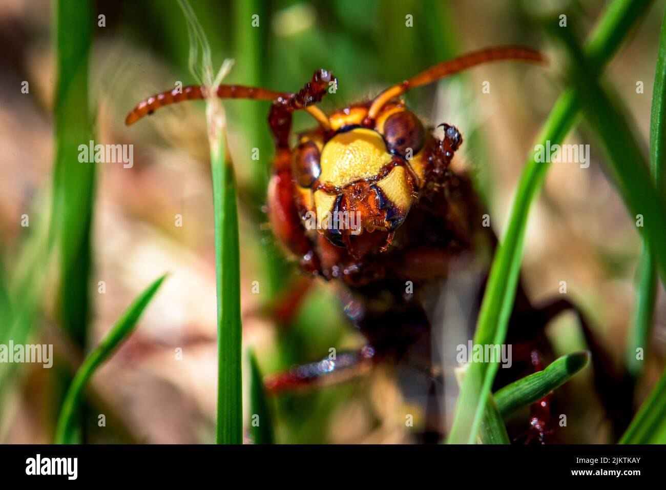A close up of European hornet (Vespa crabro) on leaves Stock Photo - Alamy