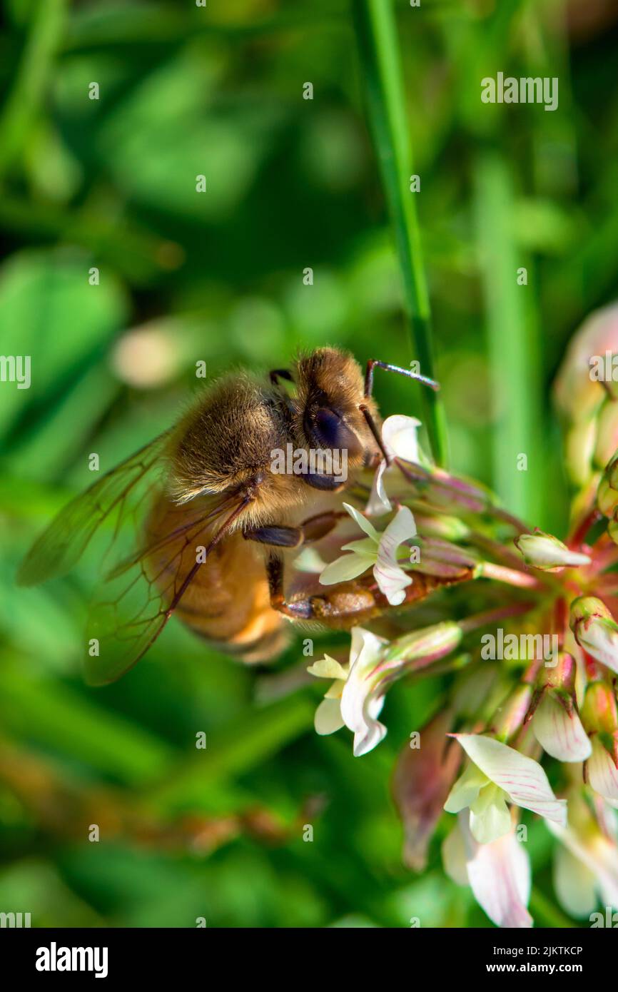 A vertical closeup of a Western honey bee pollinating on white flowers ...