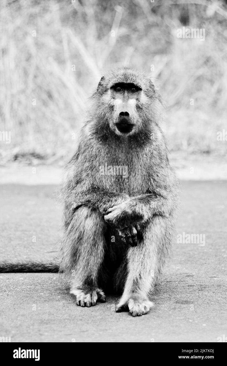 A grayscale view of a baboon looking in the camera Stock Photo - Alamy