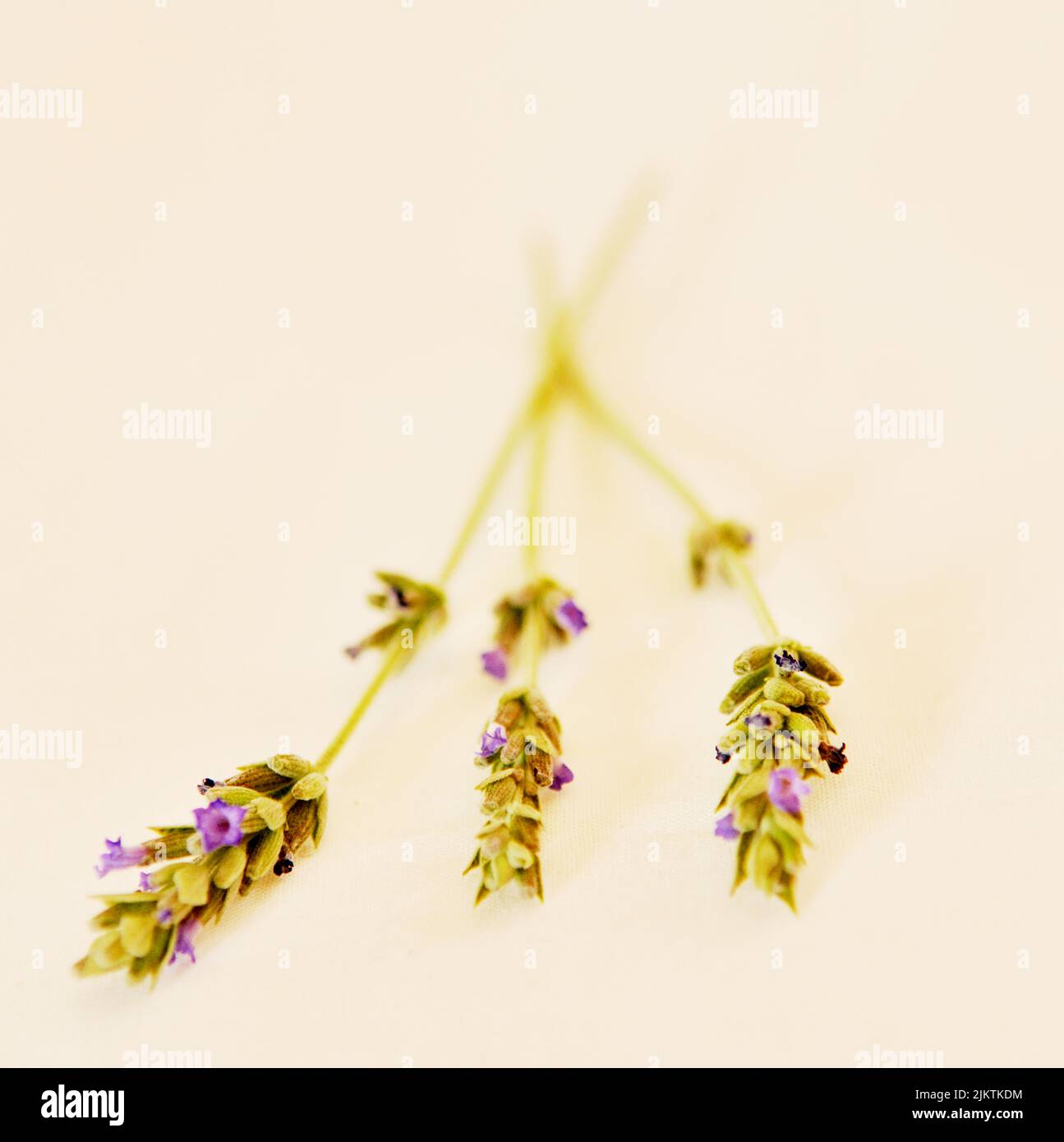Three sprigs of lavender on a beige background Stock Photo - Alamy