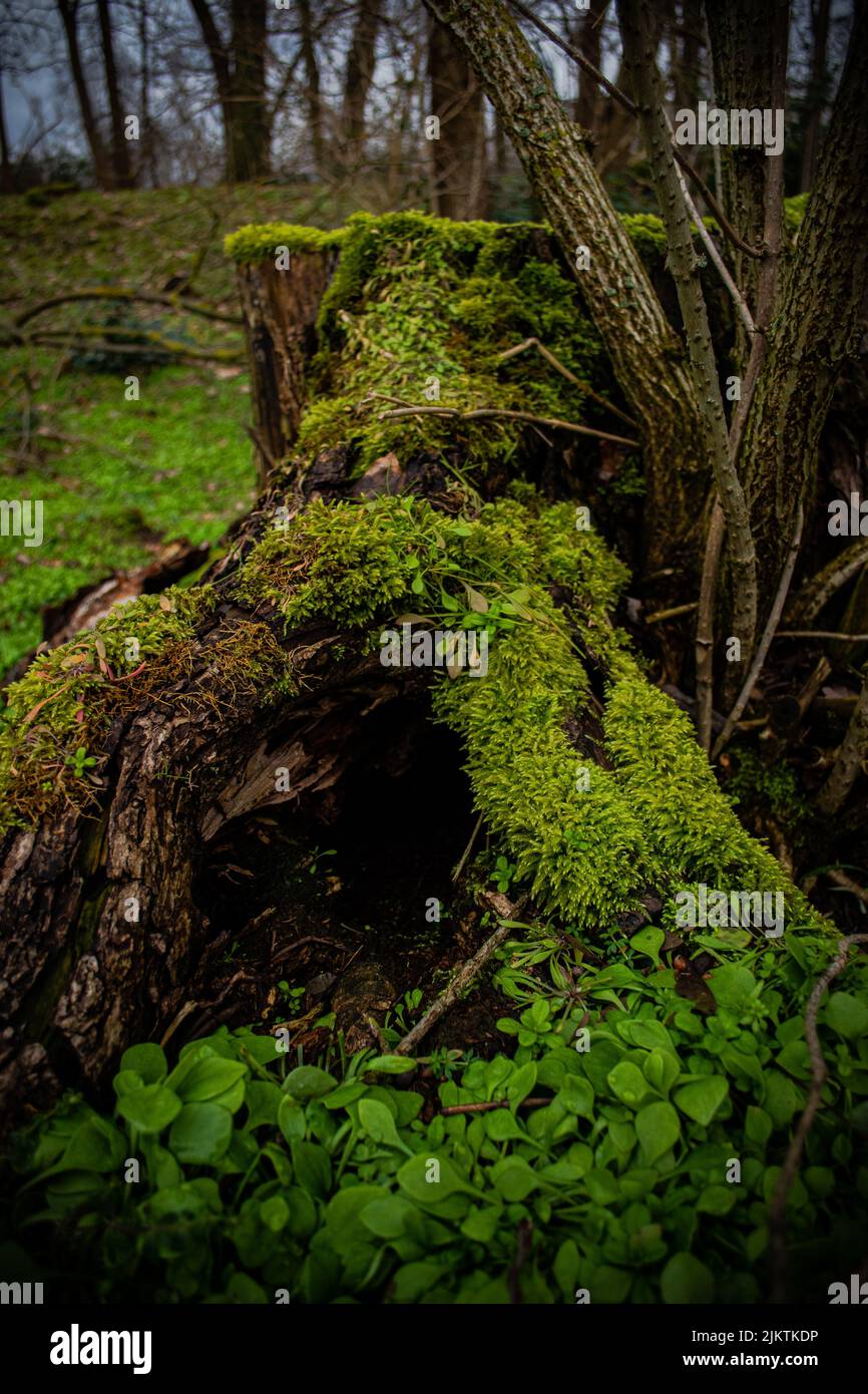 Beautiful small trees growing hi-res stock photography and images - Alamy