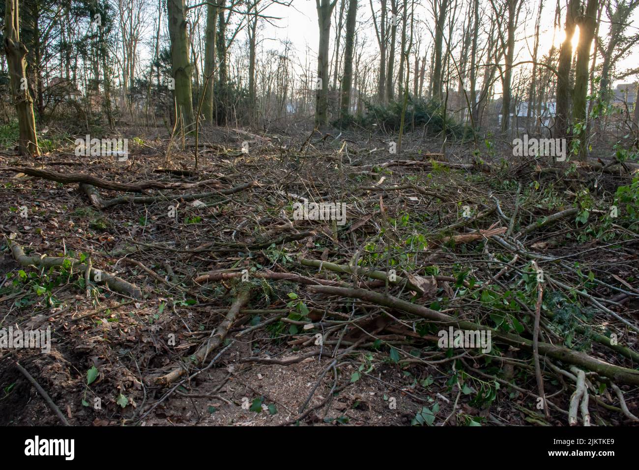 A long trees in the back of green plants with other broken plants and ...