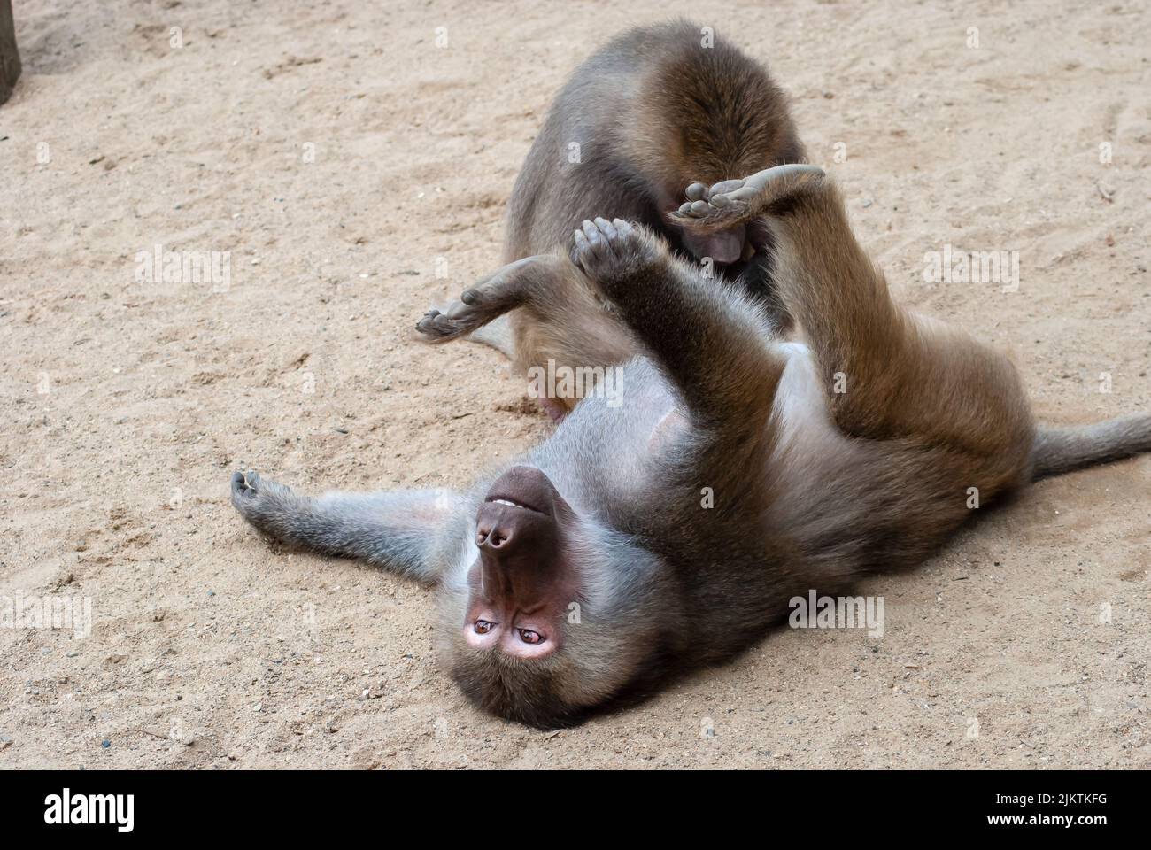 Baboons playing hi-res stock photography and images - Alamy