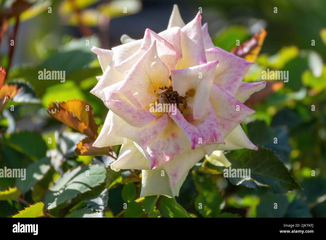 A closeup of a white and light pink rose blooming under the bright ...