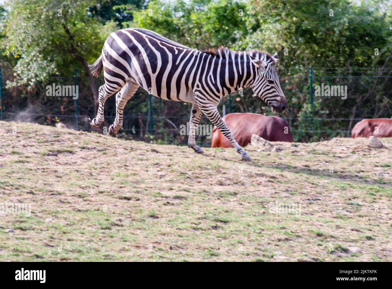 A closeup of a zebra in the zoo Stock Photo - Alamy