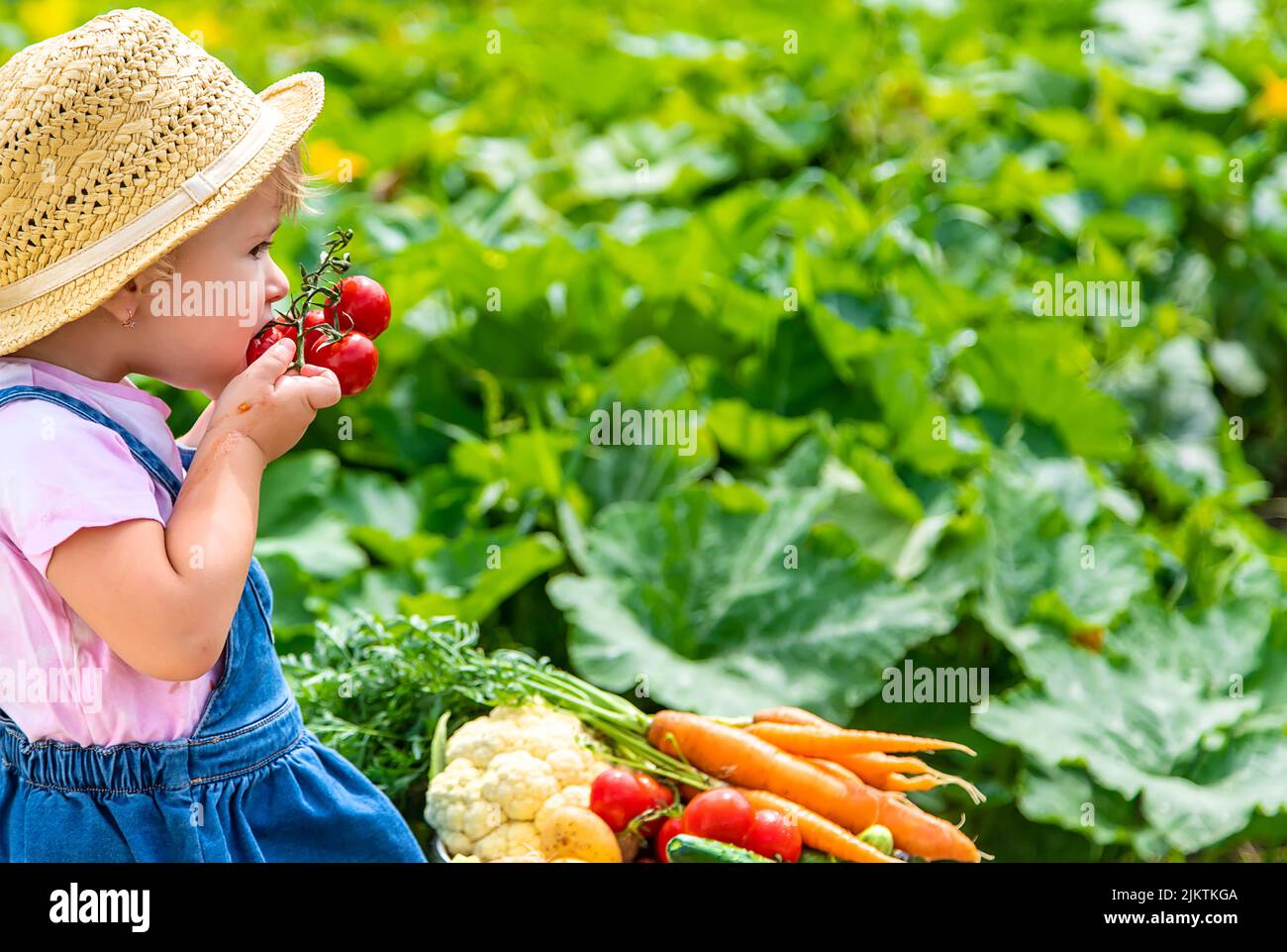 A child with a harvest of vegetables in the garden. Selective focus ...