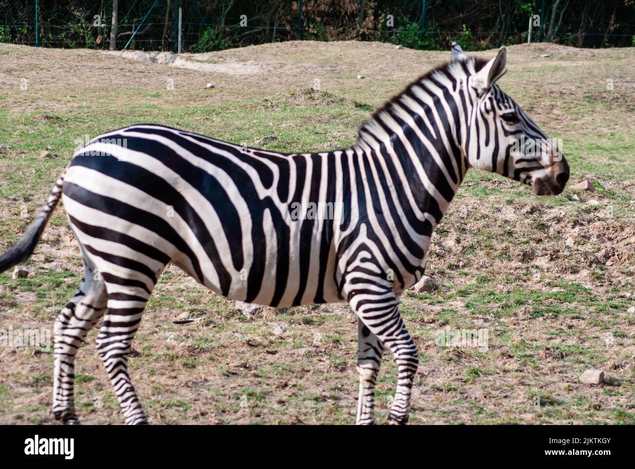 The Zebra stands on the field Stock Photo - Alamy