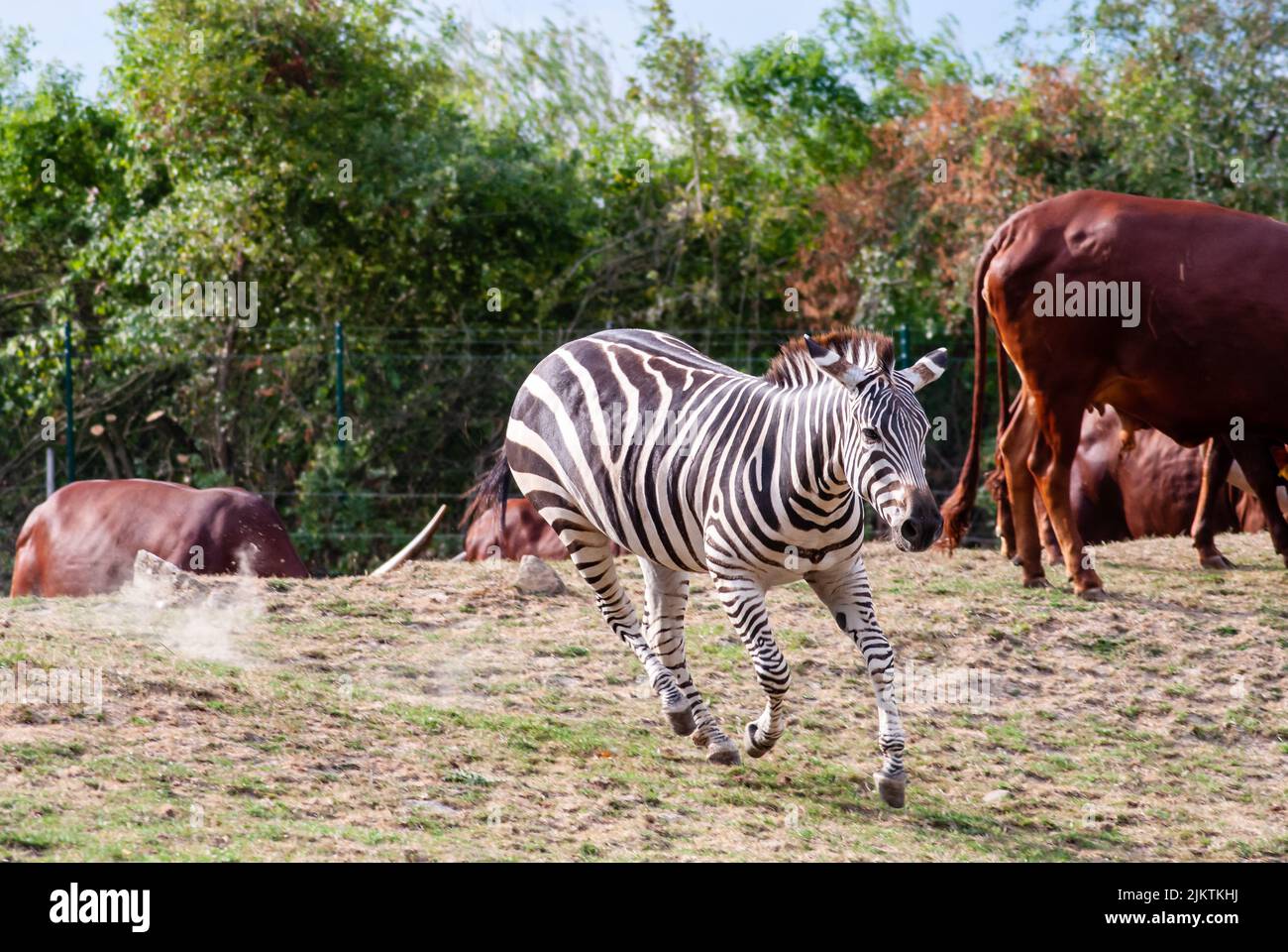 A closeup of zebra with other animals in the zoo Stock Photo - Alamy
