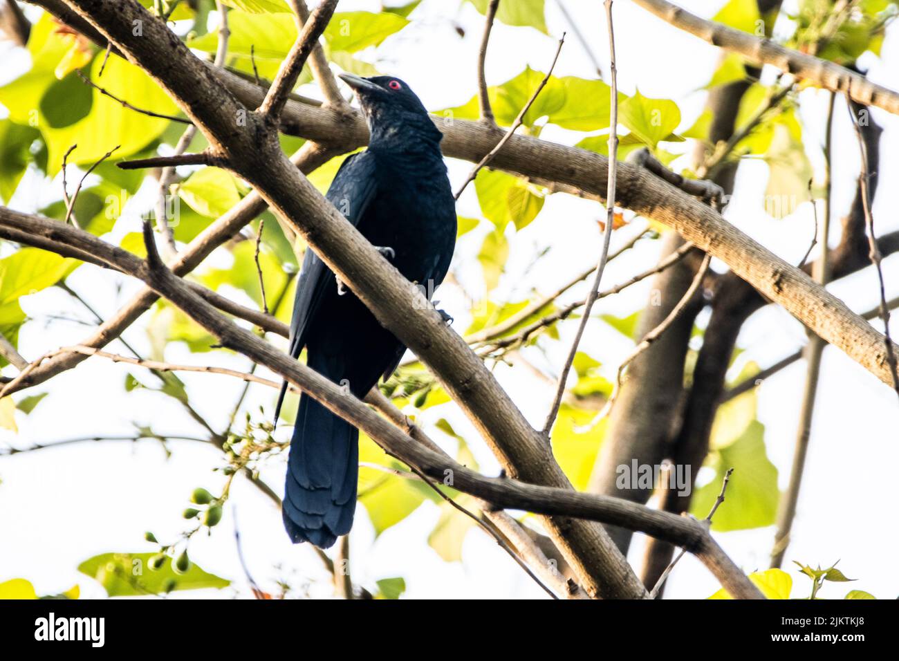 A low angle shot of a Asian koel standing on a tree branch with yellow ...