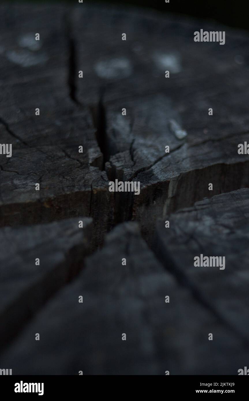 A vertical closeup shot of a crack on a cut tree trunk Stock Photo - Alamy