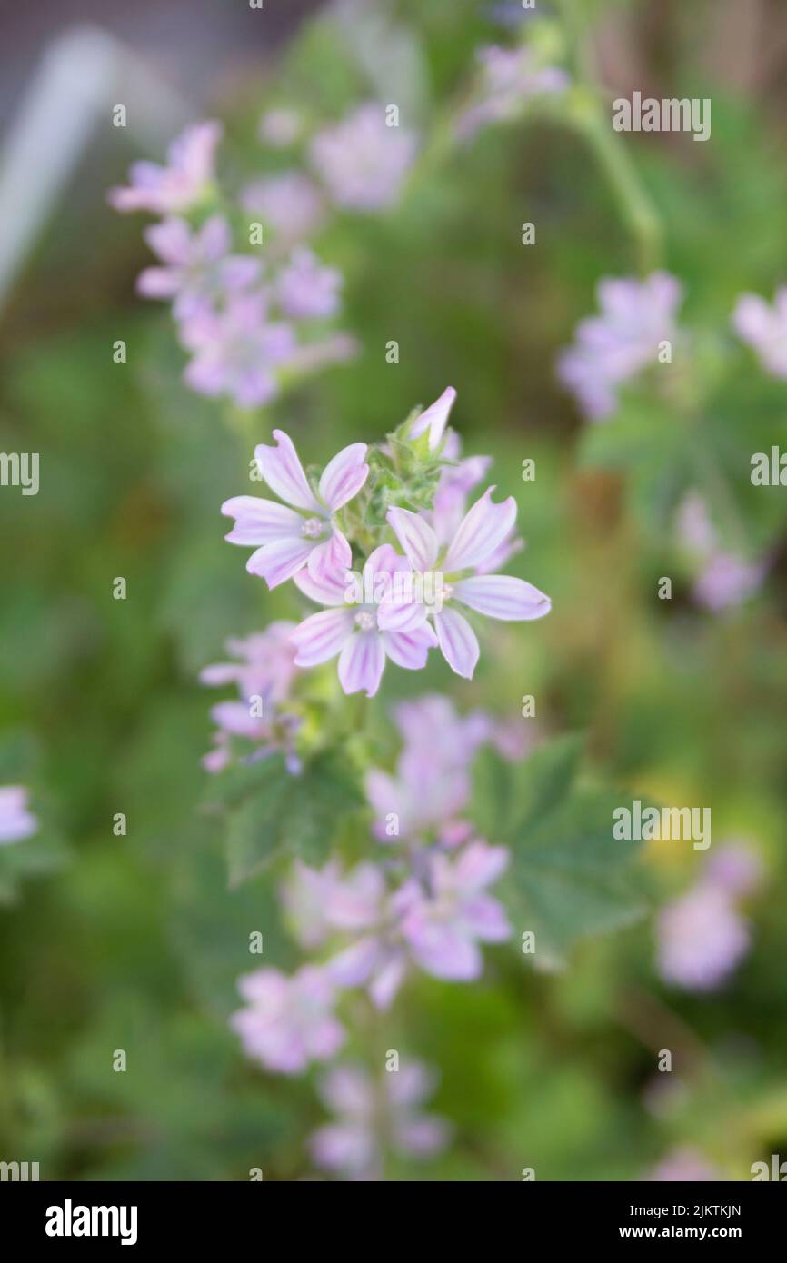 A selective focus shot of a soft bakery in the garden in daylight with ...