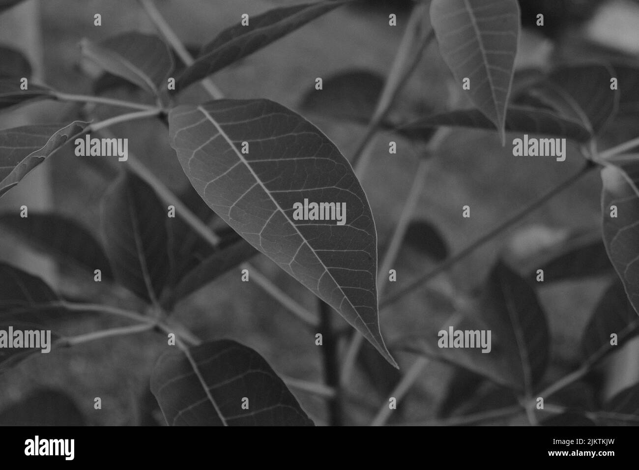 Honey locust leaves Black and White Stock Photos & Images - Alamy